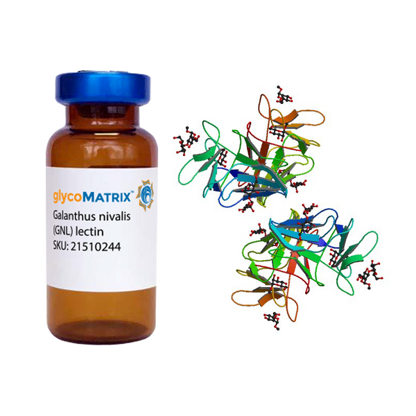 Galanthus nivalis Lectin (GNL/GNA) - Pure – GlycoMatrix™