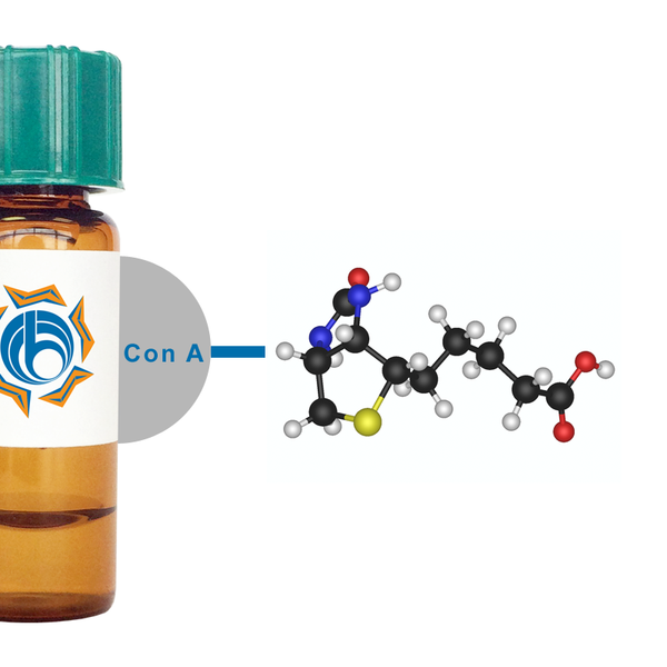 Concanavalin A Lectin (Con A) - Biotinylated – GlycoMatrix™