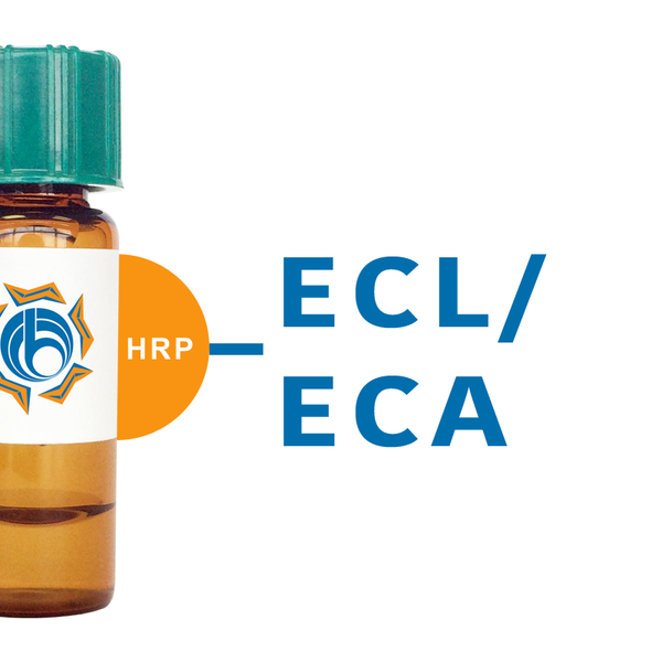 Erythrina cristagalli Lectin (ECL/ECA) - HRP (Horseradish Peroxidase ...