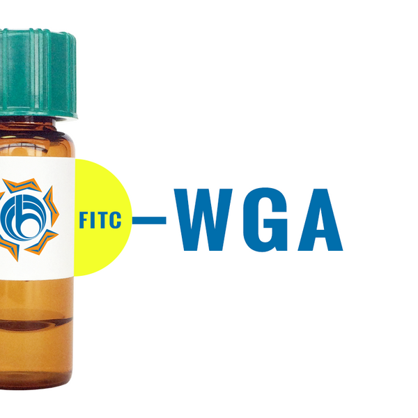 Triticum vulgaris Lectin (WGA) - FITC (Fluorescein) – GlycoMatrix™