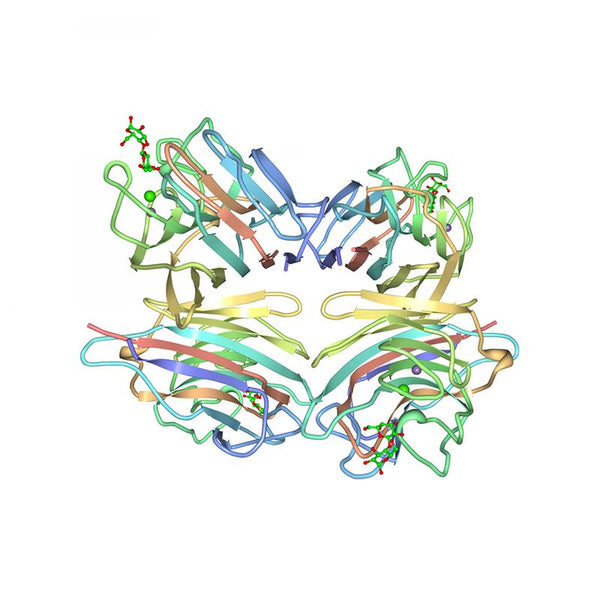 Arachis hypogaea Lectin (PNA) - Semi-Pure – GlycoMatrix™